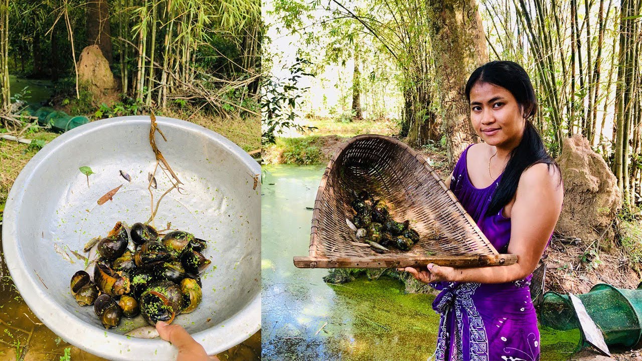 Find Snails & Fish at Rice Field for Cooking with Fresh Bamboo Recipe ...
