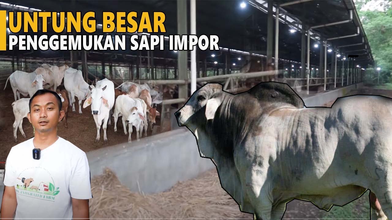 UNTUNG BESAR PENGGEMUKAN SAPI IMPOR BRAHMAN CROSS BX - YouTube