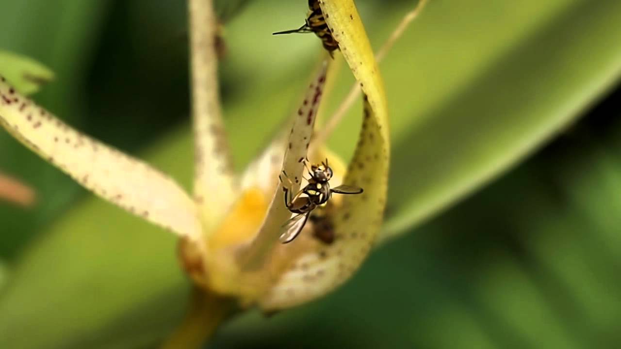 Fruit flies, Oriental Mindoro, Philippines - YouTube
