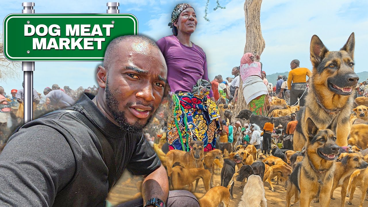 Inside a Dog Meat Market You’ve Probably Never Heard Of - YouTube