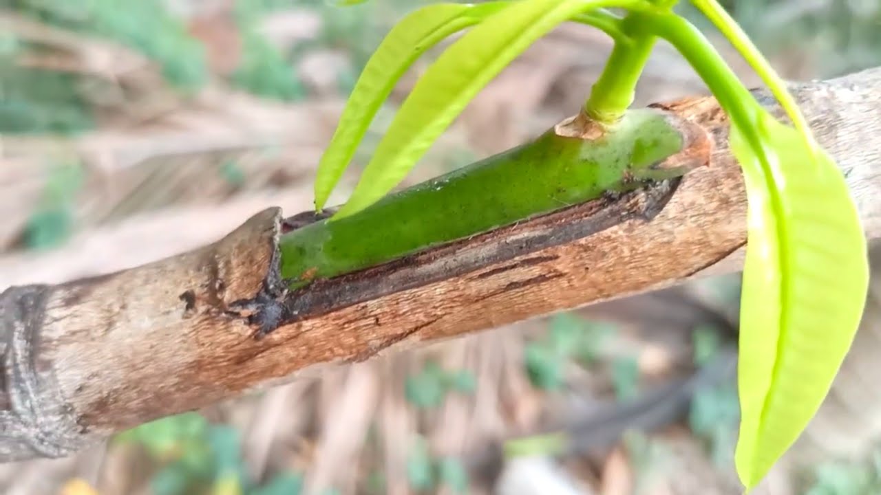 Branch Grafting on a Mango Tree - YouTube