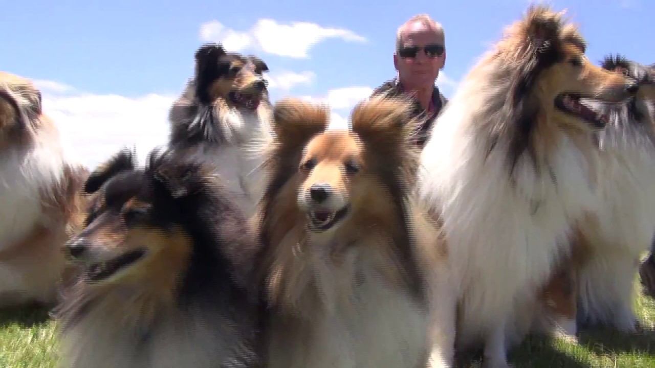 Colliewobbles 18th Dec 2016 - YouTube