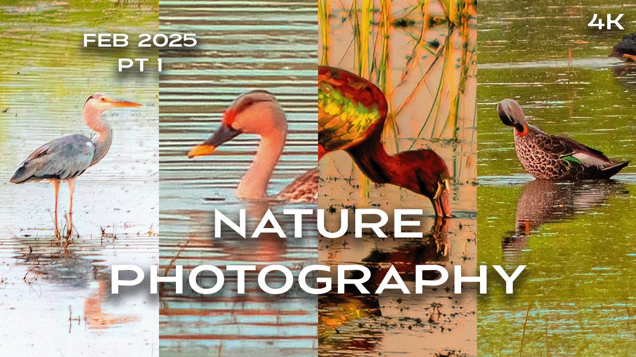 Wetland Birds | February 2025 #birding #wildlife #nature - YouTube
