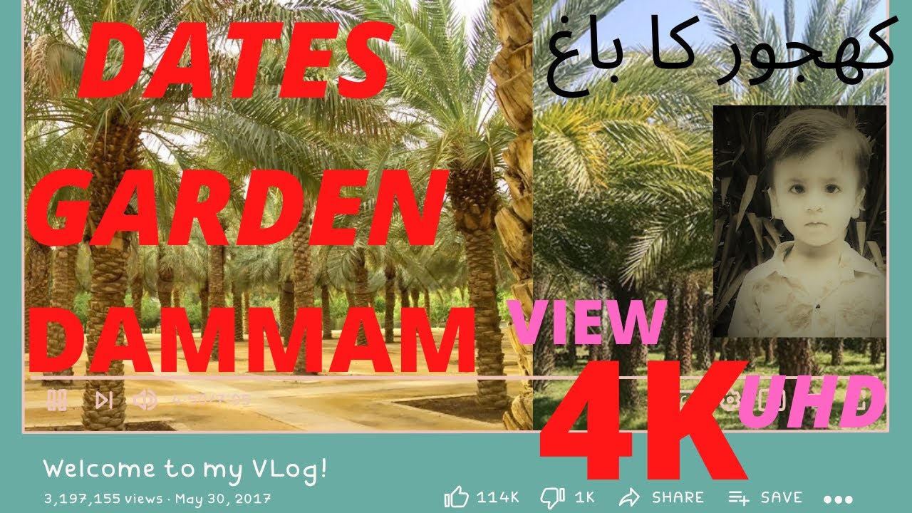 Khajor ka bagh Dates Garden dammam - YouTube