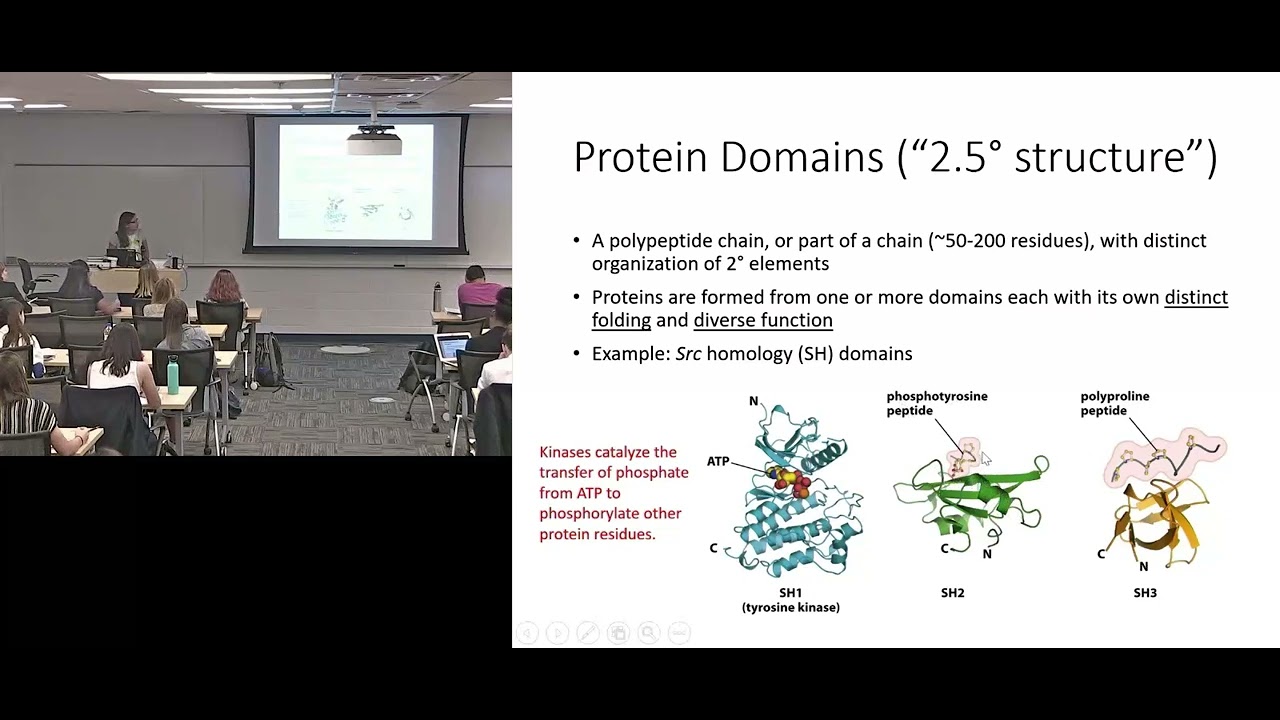 Diversity through Protein DOMAINS - YouTube