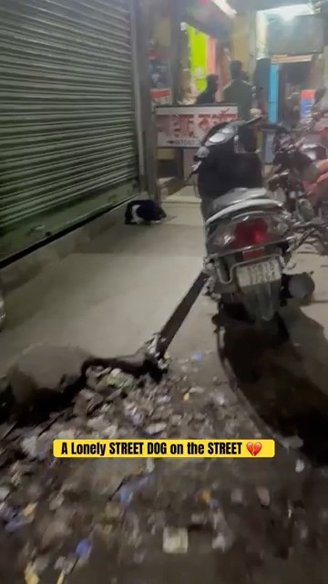 A Lonely STREET DOG on the Street! |Donate to Help STREET DOGS ...