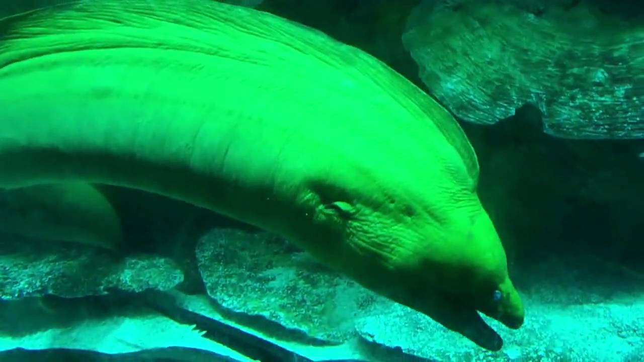 The World's Most Annoying Eel - YouTube