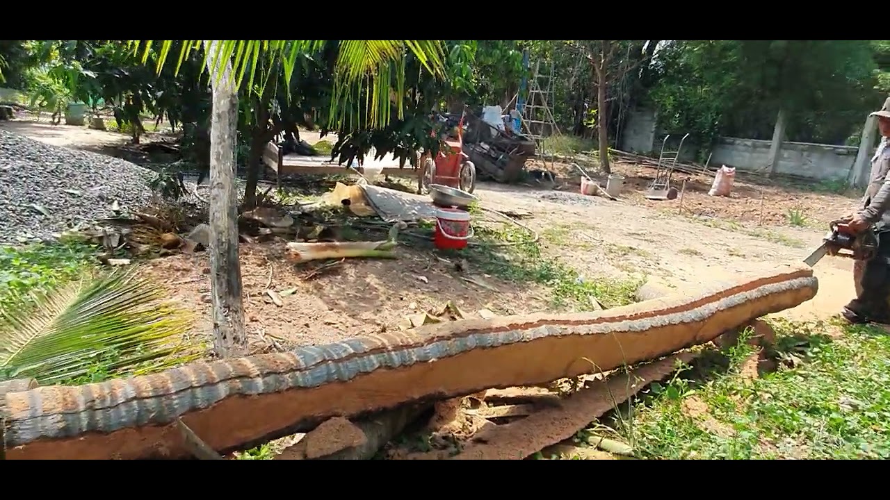 Stihl Chainsaw Wood cutting Machine felling Coconut tree20 - YouTube