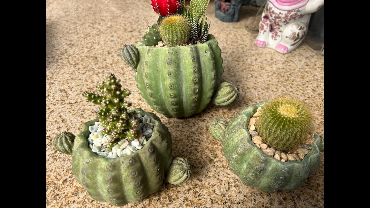 ☀️ ️Do something fun! Make cool looking gardens in cool cactus shaped ...