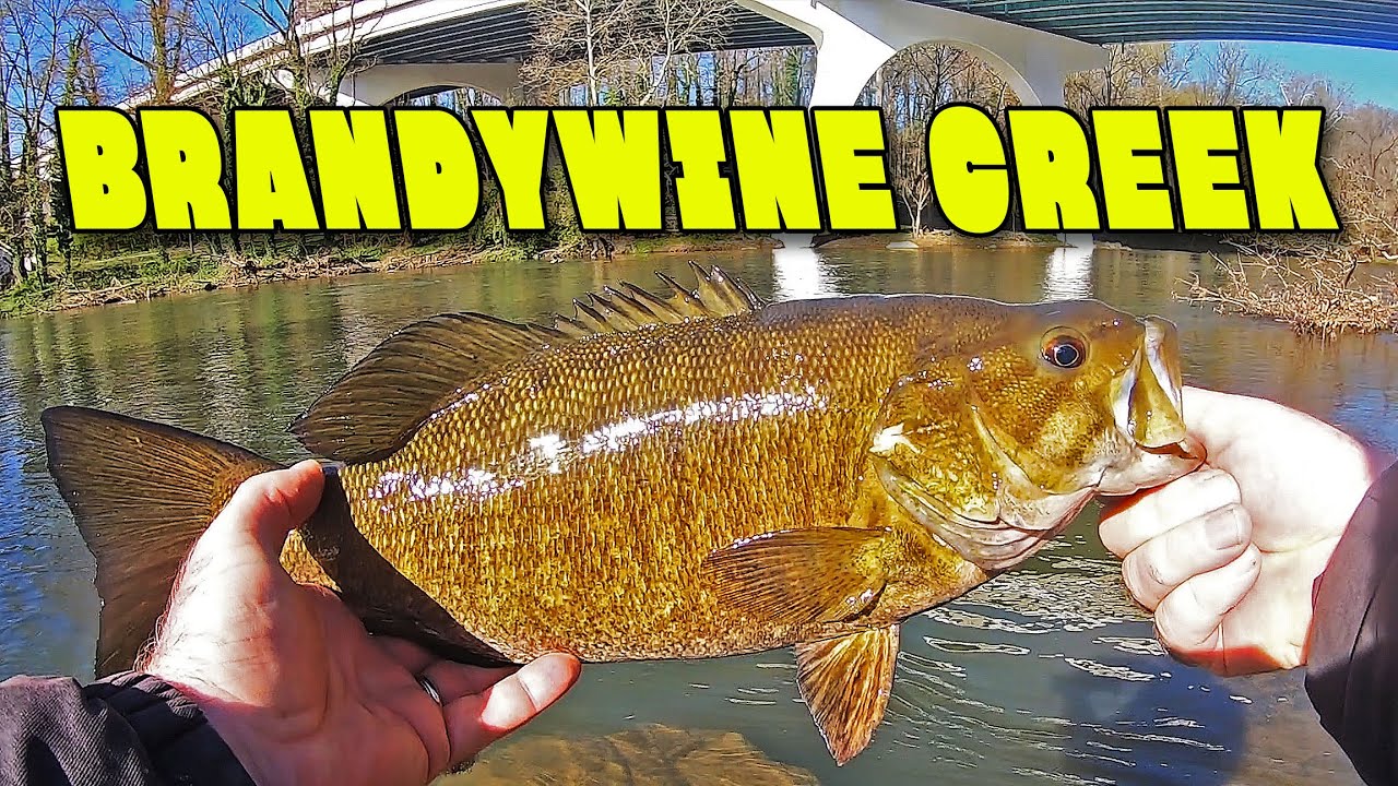 Brandywine Creek fishing. One and done... - YouTube