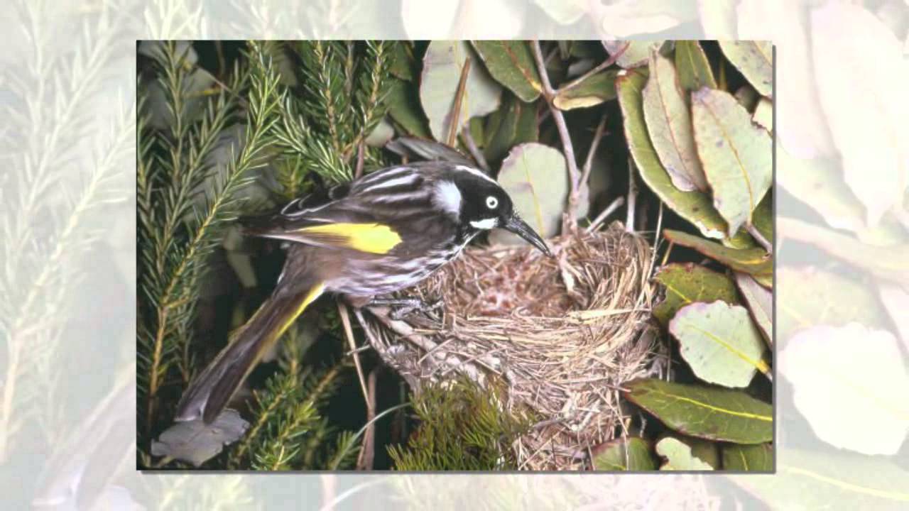 Tathra Wildlife Sanctuary - YouTube