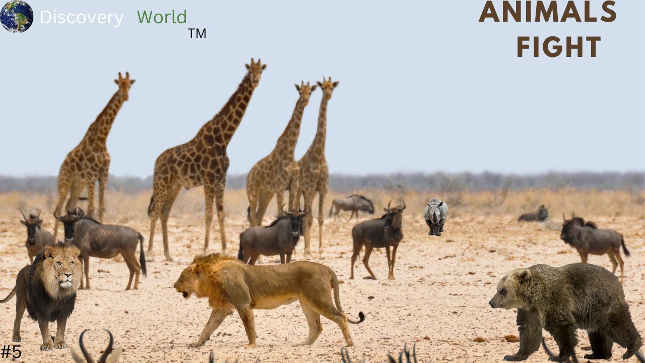 WILD ANIMALS FIGHT IN DISCOVERY WORLD. #animals #discovery # ...
