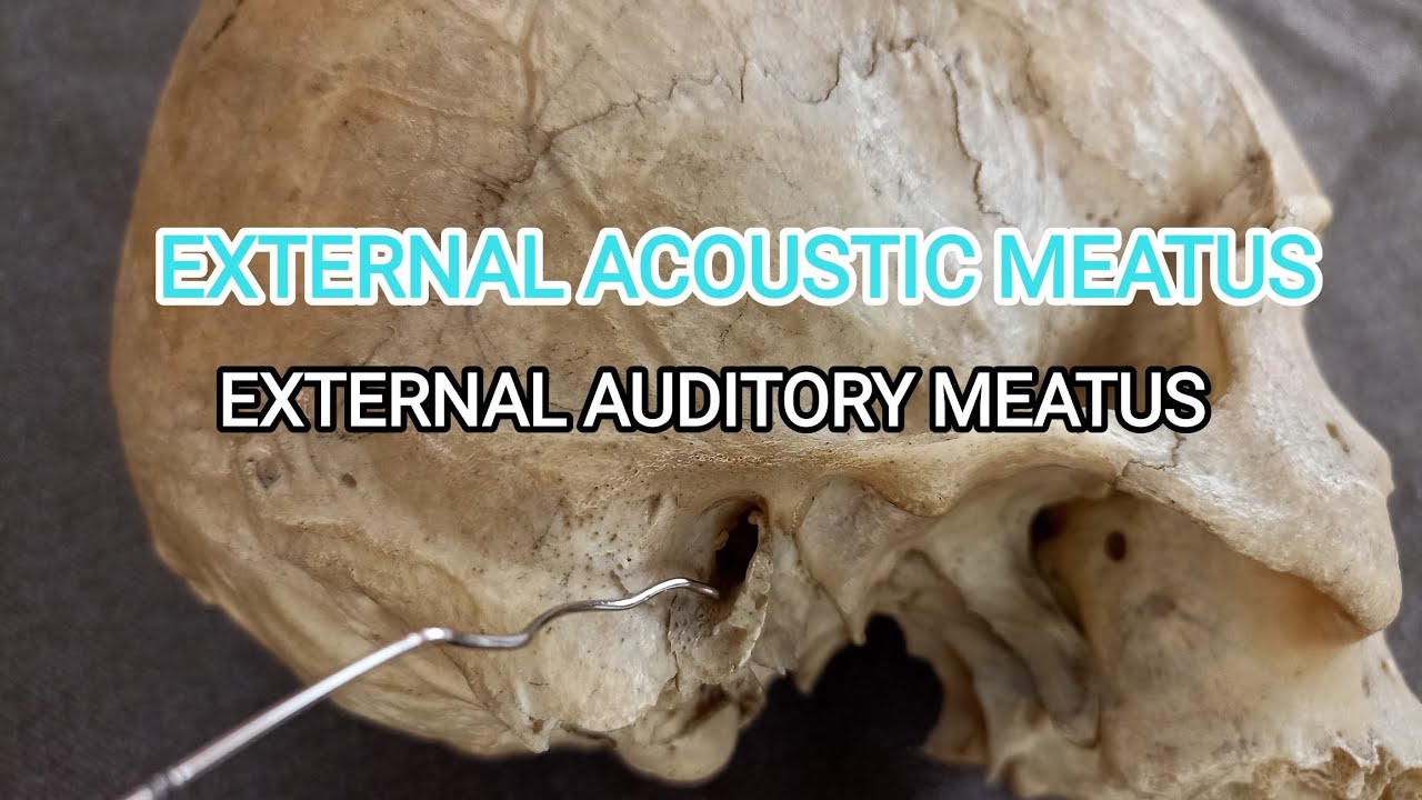 External acoustic meatus - YouTube