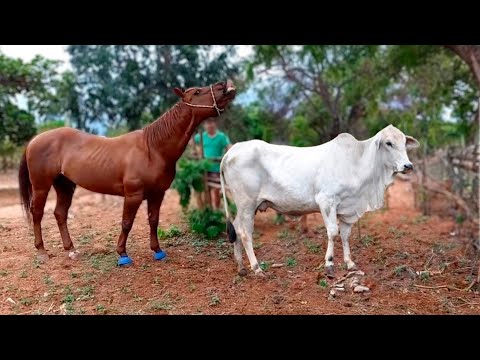 É ISSO QUE ACONTECE QUANDO CAVALO CRUZA COM UMA VACA