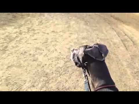 Windy Dog Walk - YouTube