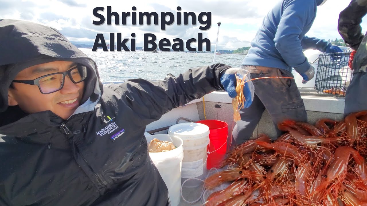 Shrimping in the Puget Sound, Washington | Catching Spotted Shrimps at ...