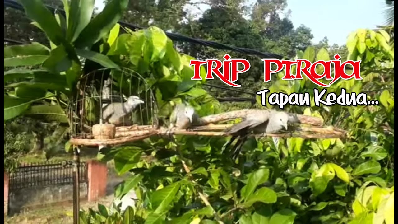 MEMIKAT MERBUK / MERBOK / PERKUTUT ..TRIP PT. RAJA ...SI HUJAN TAPAU KE ...
