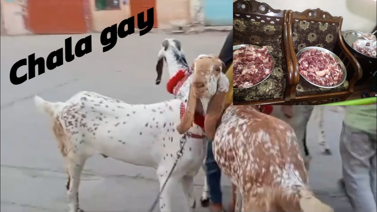 aj hamara goat Allah ki reh main Qurban ho g - YouTube