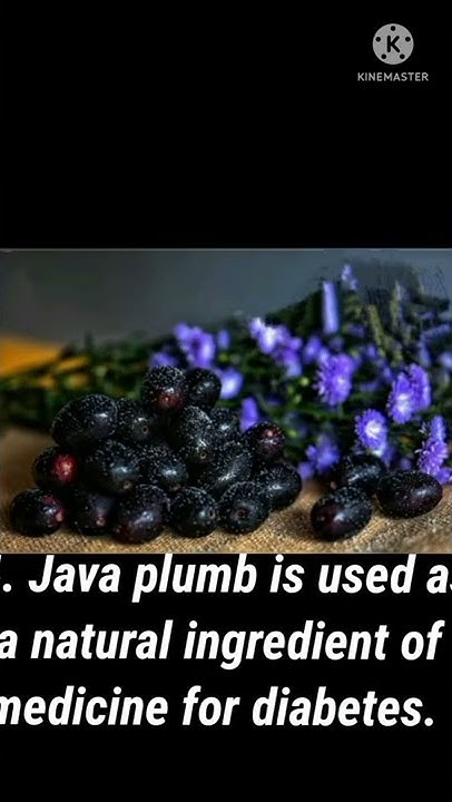 5 Interesting facts about Java plum #shorts #interestingfacts #javaplum ...
