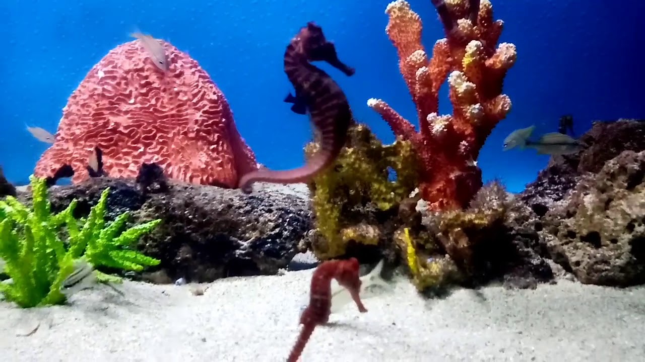 Acuarios del oceanario de Santa Marta Colombia - YouTube