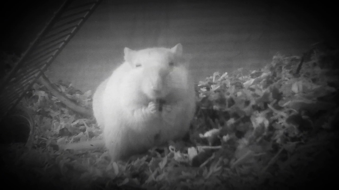 Creepy gerbil staring at you!(with music)! - YouTube