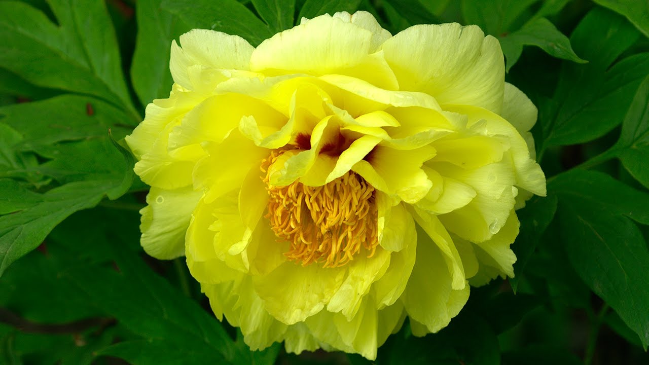 TRA I CORNIOLI FIORITI E LE PEONIE DEL GIARDINO VIATORI - YouTube