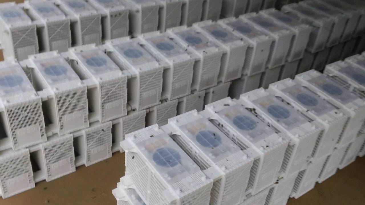 TRYING OUT PLASTIC CAGES FOR SHIPPING - YouTube
