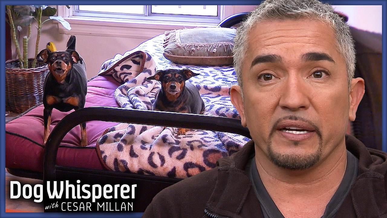 Aggressive Pinschers Traumatized After Accident | Dog Whisperer With ...