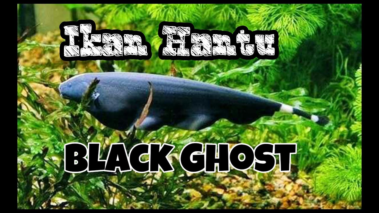 Ikan Hantu Black Ghost Menyendiri Youtube