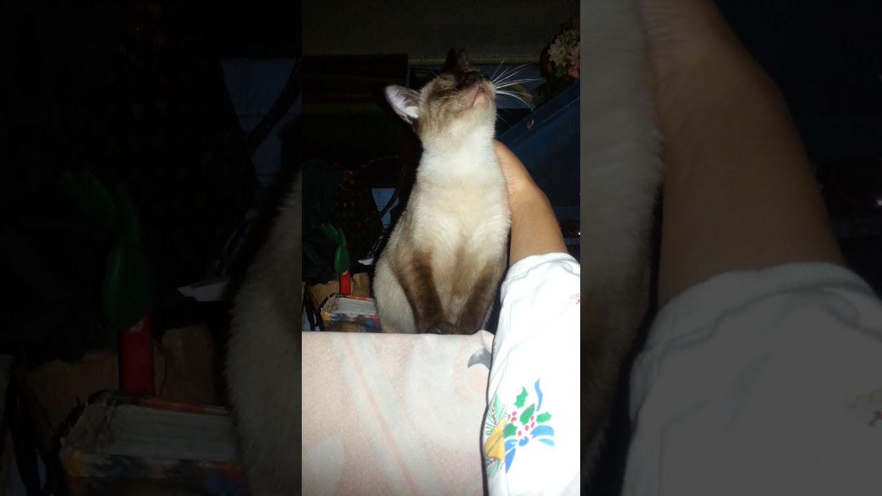 My spoiled and crazy siamese cat! - YouTube