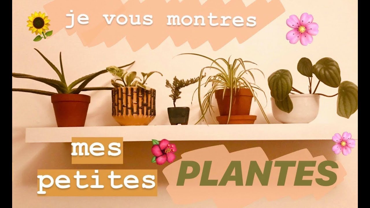TOUT SUR MES PLANTES l trucs & astuces - YouTube