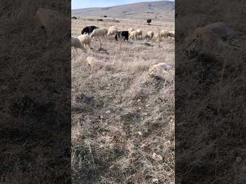 Dört Koldan Sürü Bekleyenler.... #akbaş #kangal #malaklı #köydehayat #koyun #çoban