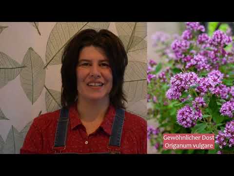 Pflanzentipp No13 für den tierfreundlichen Balkon Echter Dost (Origanum vulgare )
