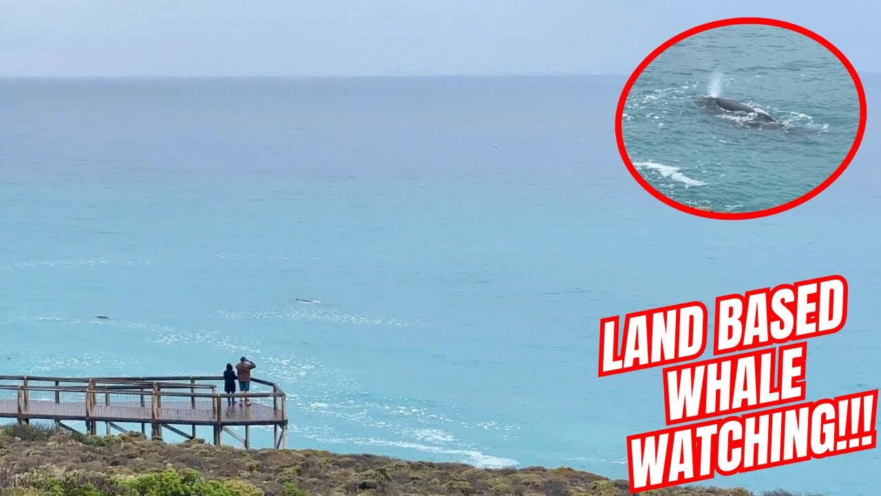Land Based Whale Watching on the Nullarbor! Head of the Bight Whale ...