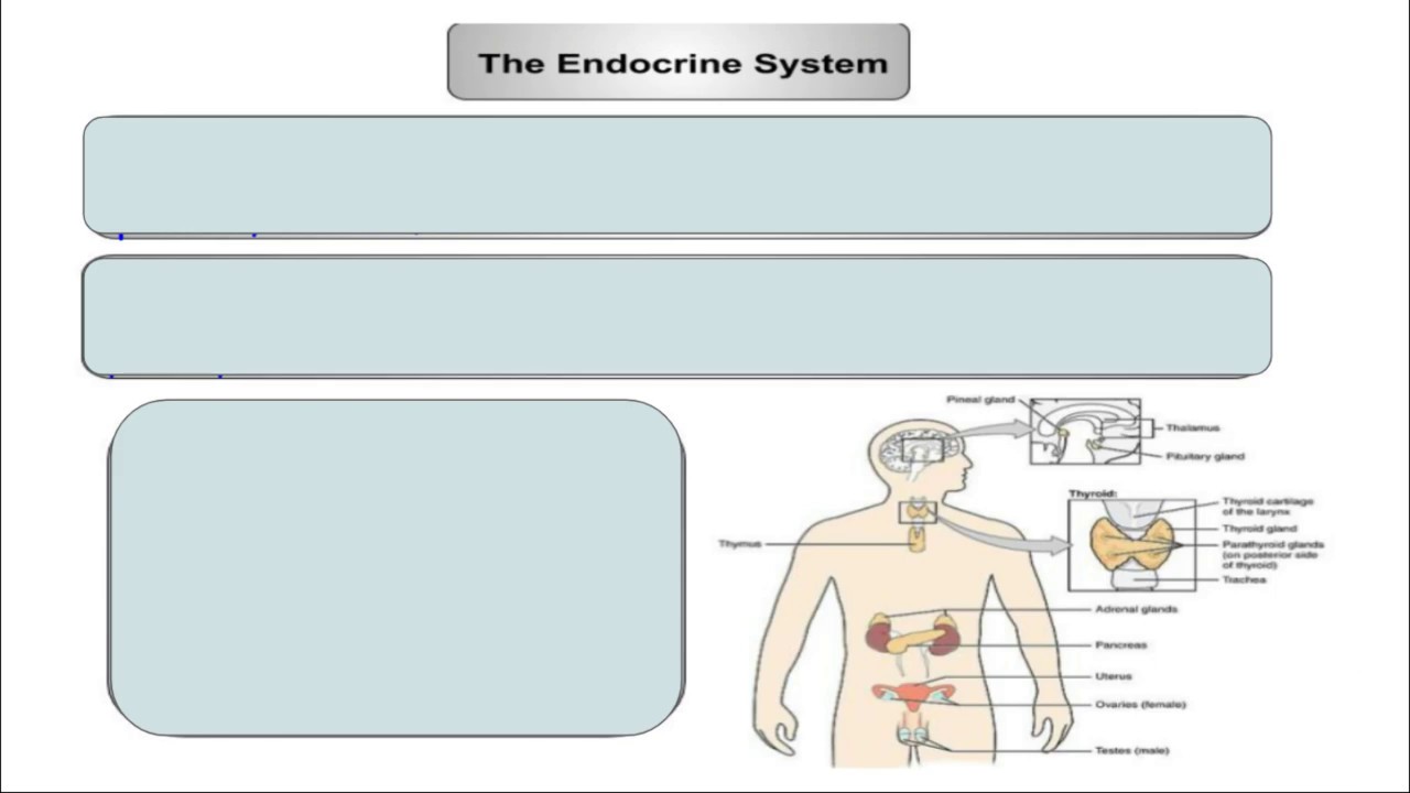 AP Psych Ch 3 part 3 notes - YouTube