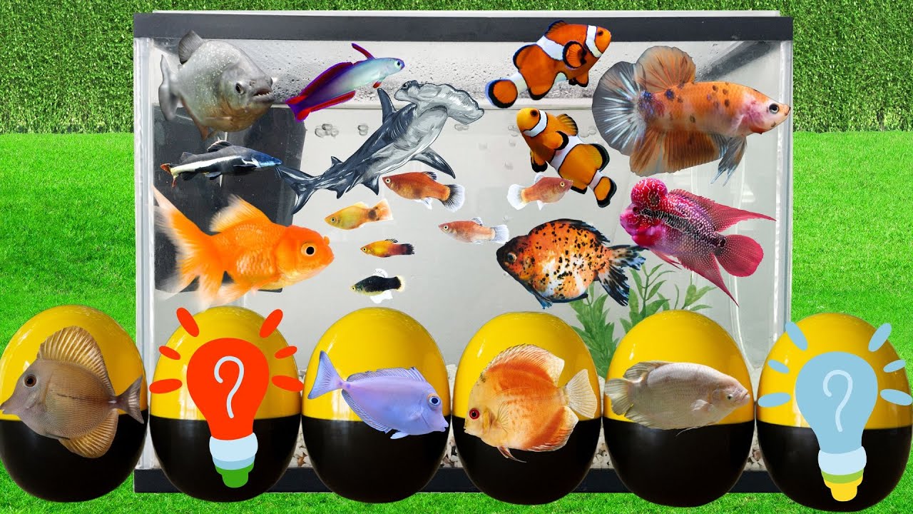 Colorful surprise eggs, lobster, snake, platy fish, betta fish, turtle ...