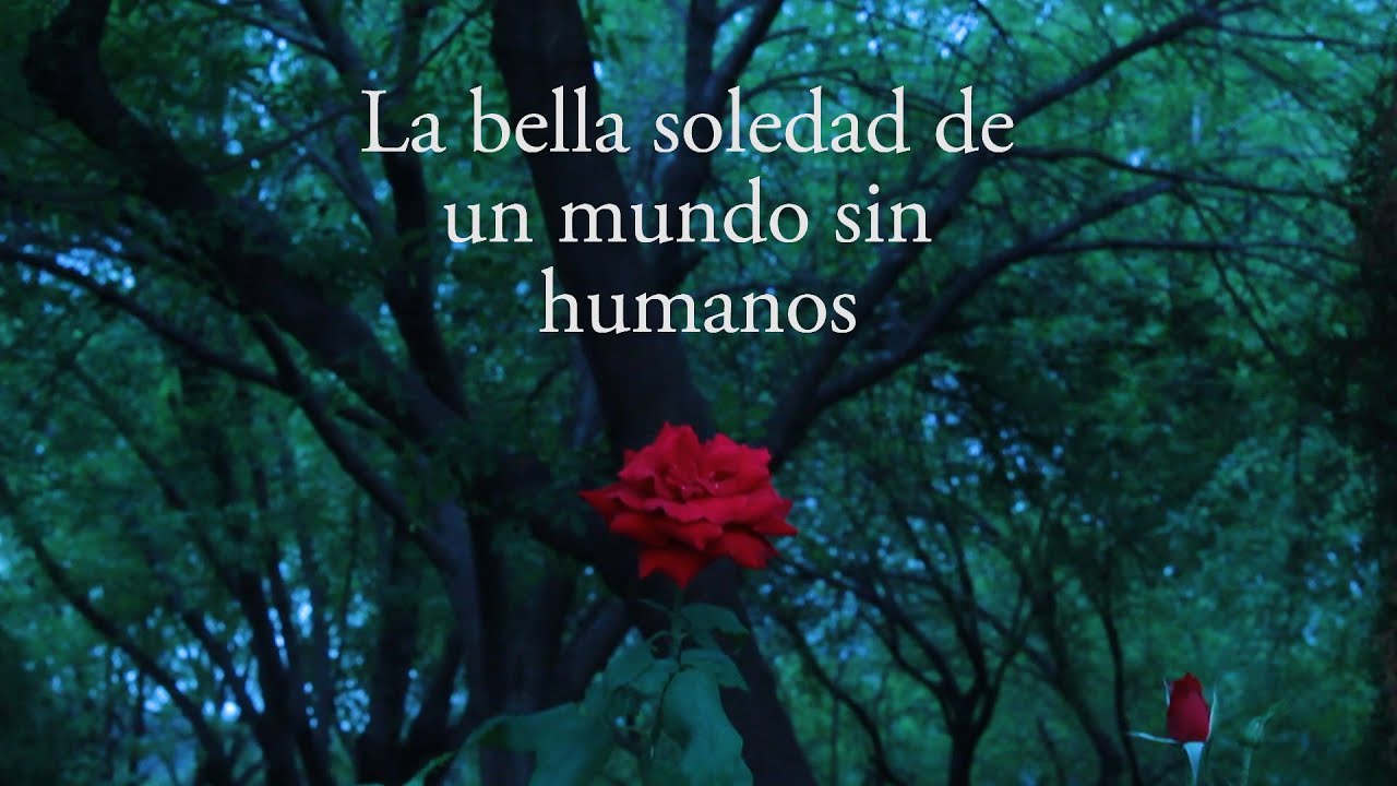 La bella soledad de un mundo sin humanos - YouTube