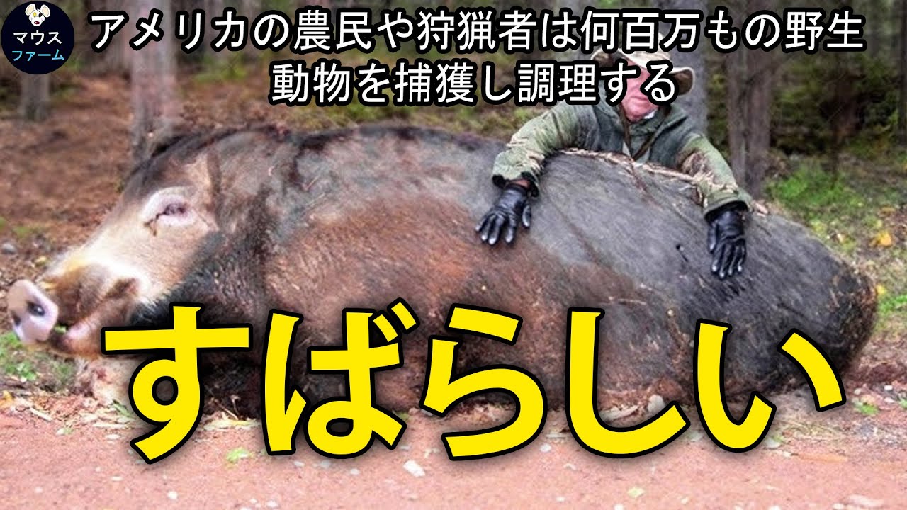 アメリカの農民や狩猟者は何百万もの野生動物を捕獲し調理する - イノシシ狩り - YouTube