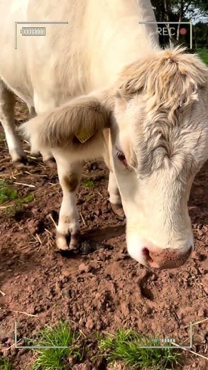 🔴 CHAROLAIS Ganado De Engorde - YouTube