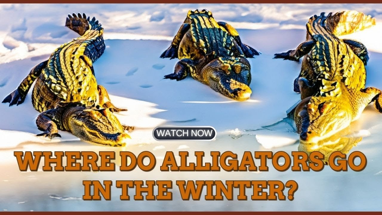 Where Do Alligators Go in the Winter? Discover Alligator Winter Habits ...
