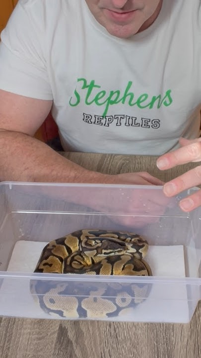 How to pick up your Ball Python #animals #reptiles #pets #short #shorts #subscribe - YouTube