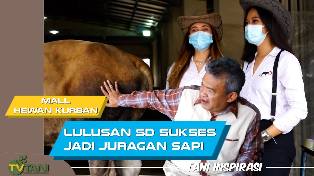 Lulusan SD, Sukses Jadi Juragan Sapi - YouTube