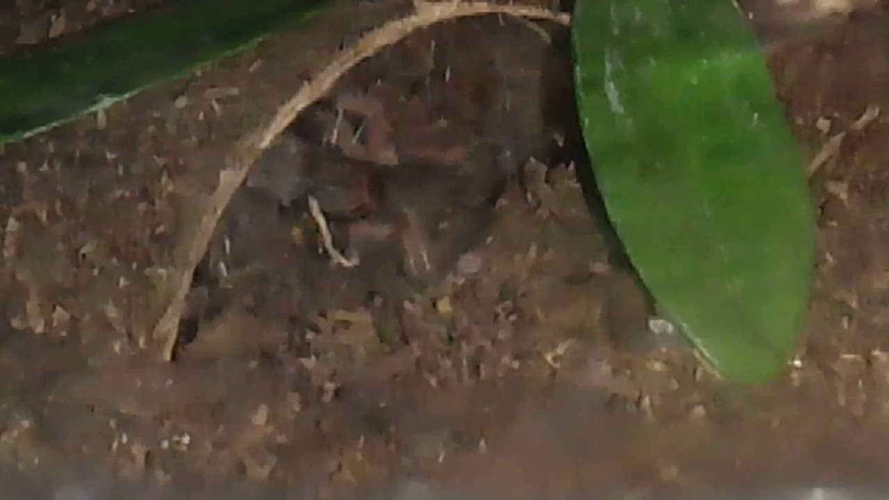 Green bottle blue sling webbing - YouTube