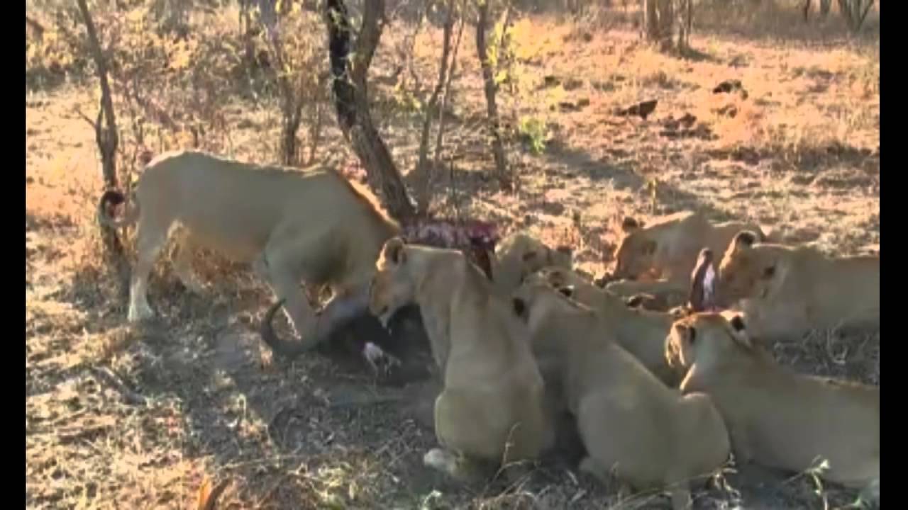 Lion Dynamics: Aggression & Dominance July 12, 2015 - YouTube