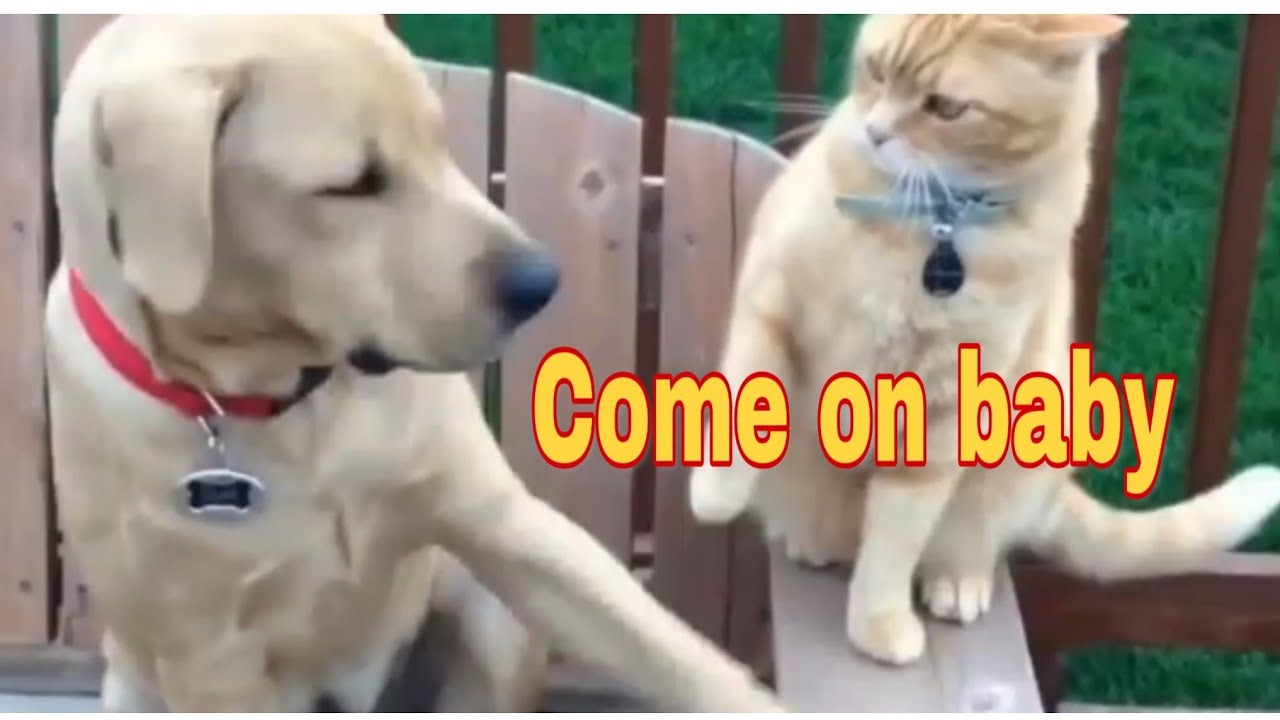 Angry Cats vs Dogs Funny Compilation 2020 - YouTube