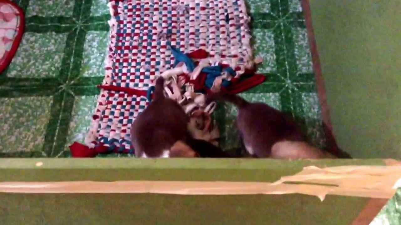 Beagle puppy cry - YouTube