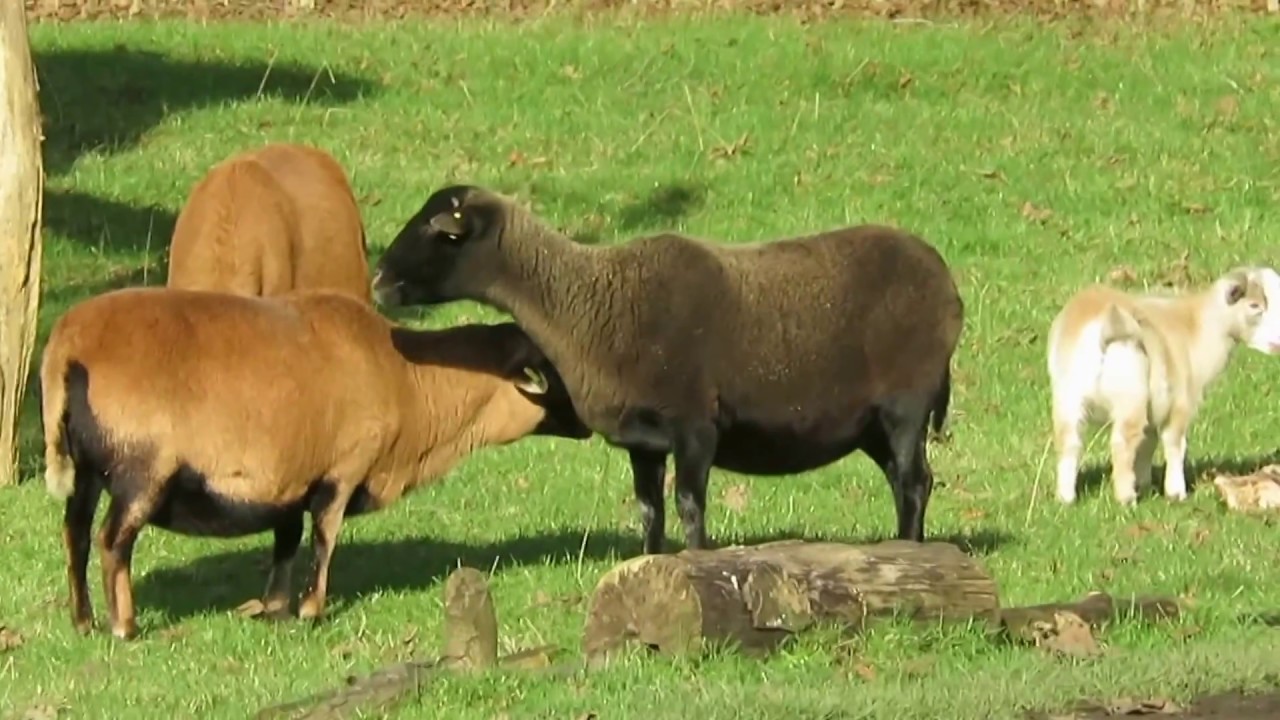 Manor House Wildlife Park 2018 - YouTube