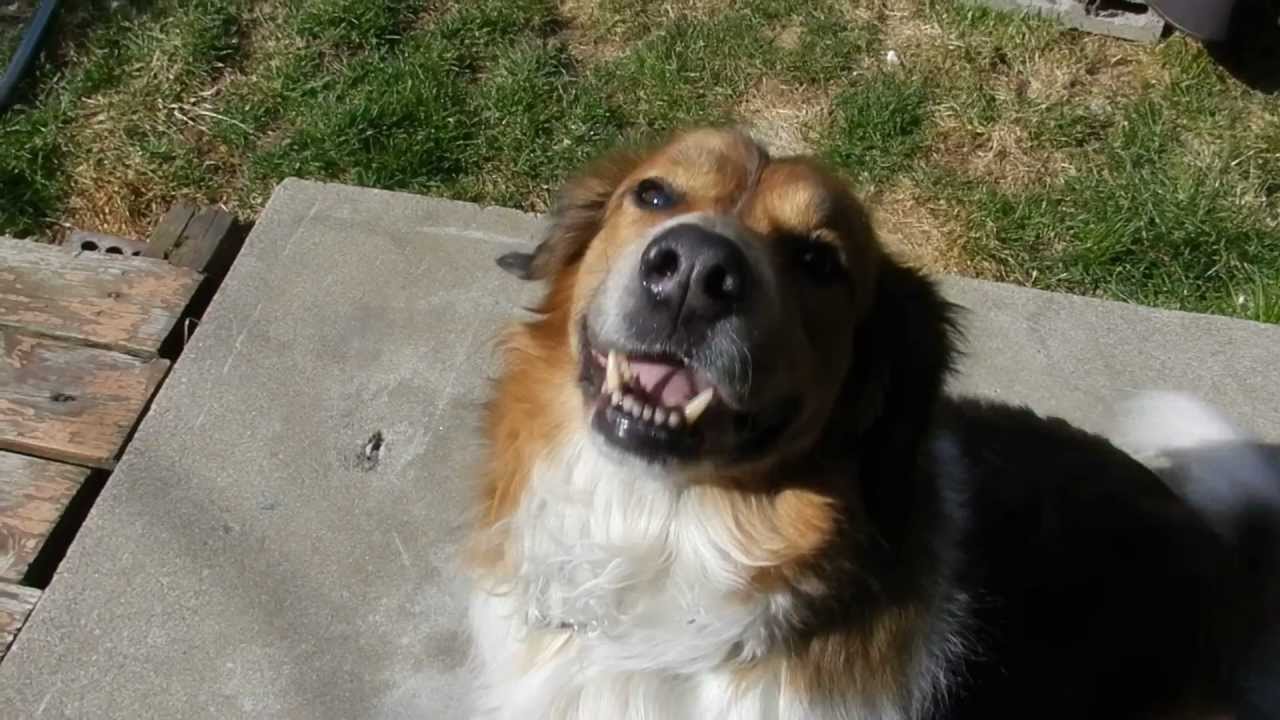 Lexi & Chester on the Trampoline 1 - YouTube