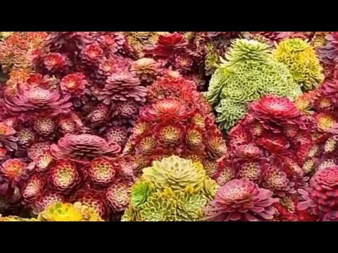 Jun 18,2025  Gorgeous Aeonium Korean Succulent garden tour. Ngắm vườn nhà Hương