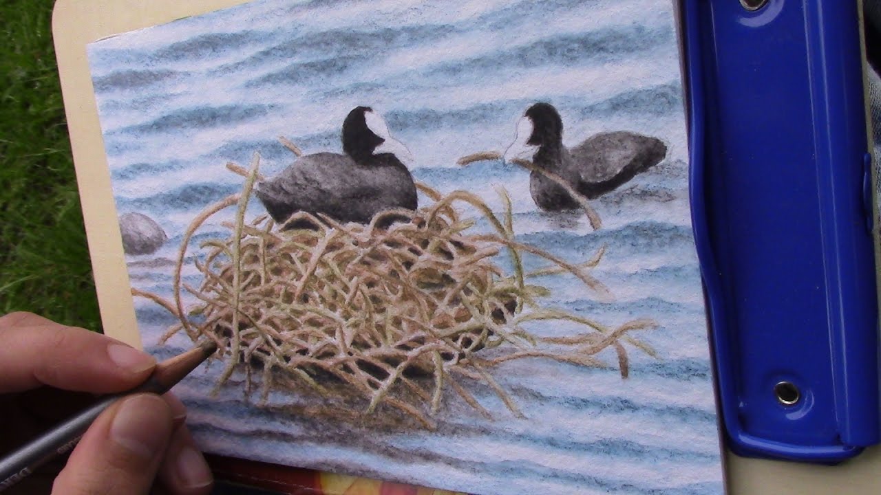 drawing breeding coots from life (graphitint pencils) - YouTube